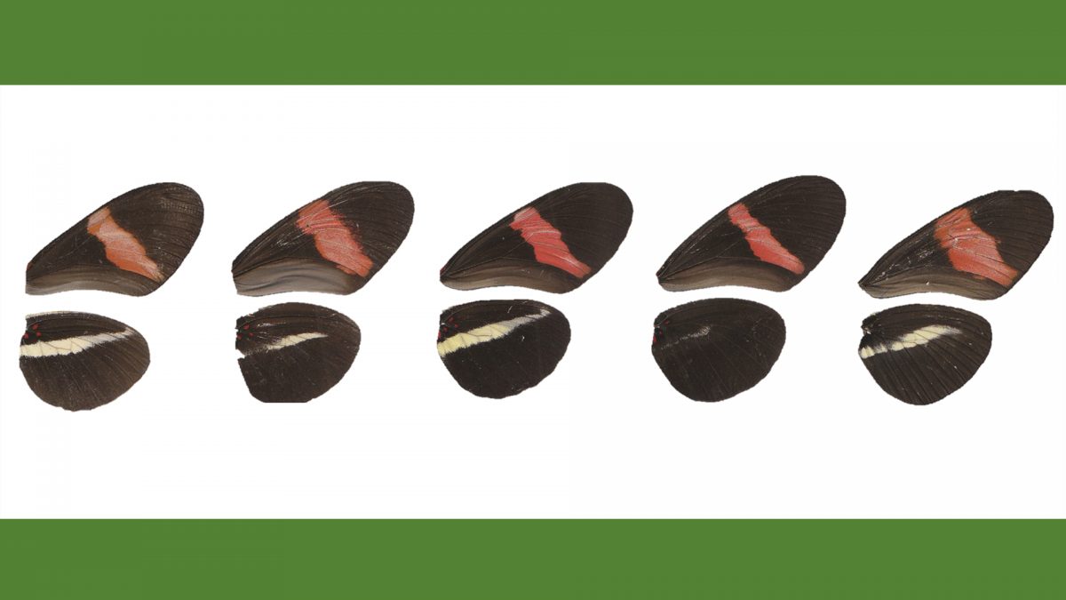 Day 14 – Inherited Butterfly Wing Characteristics – Part 1 | All for ...