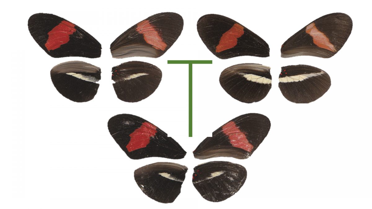 Day 15 – Inherited Butterfly Wing Characteristics – Part 2 | All for ...