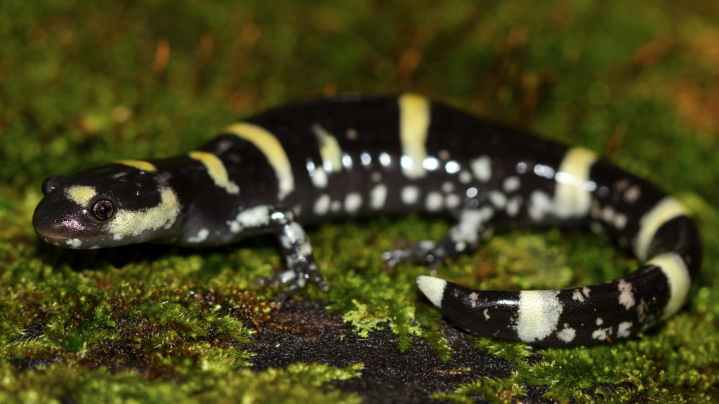 Salamander | All for Science™