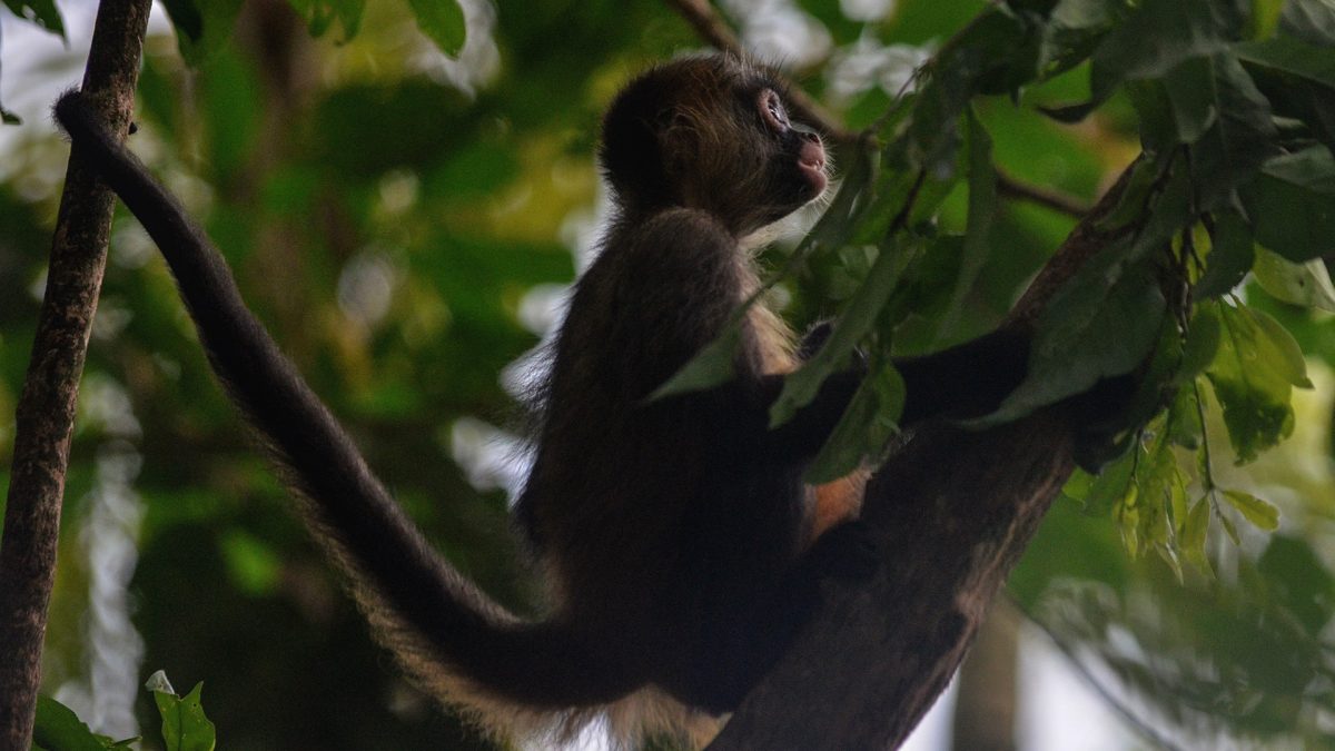 Spider Monkey | All for Science™