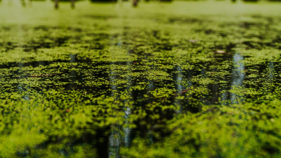 Day 10: What Is Algae? | All for Science™