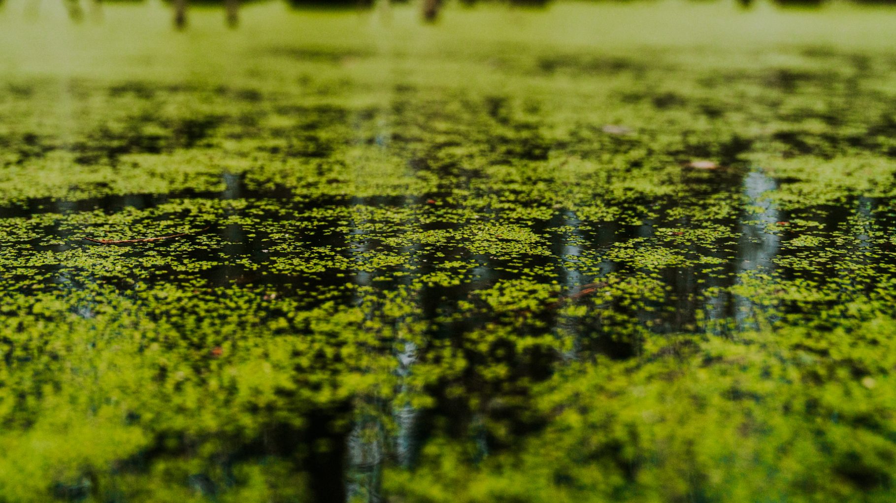 Day 10: What Is Algae? | All for Science™