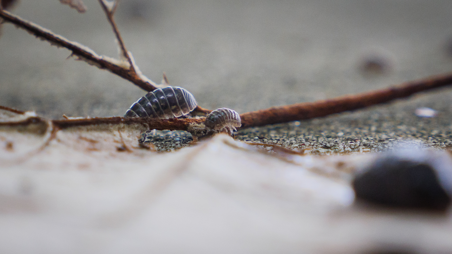 Day 3: What Do Roly-polies Need? | All for Science™