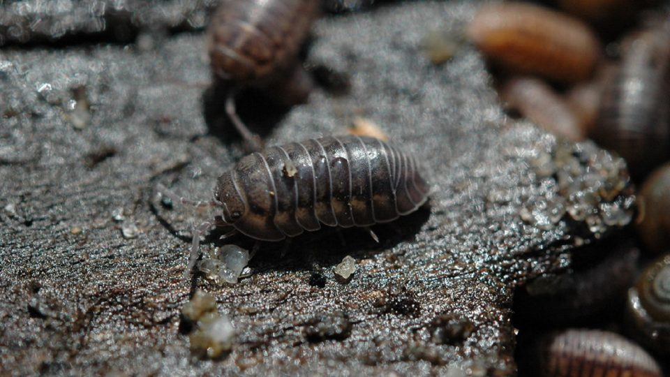 Day 2: Roly-polies! | All for Science™