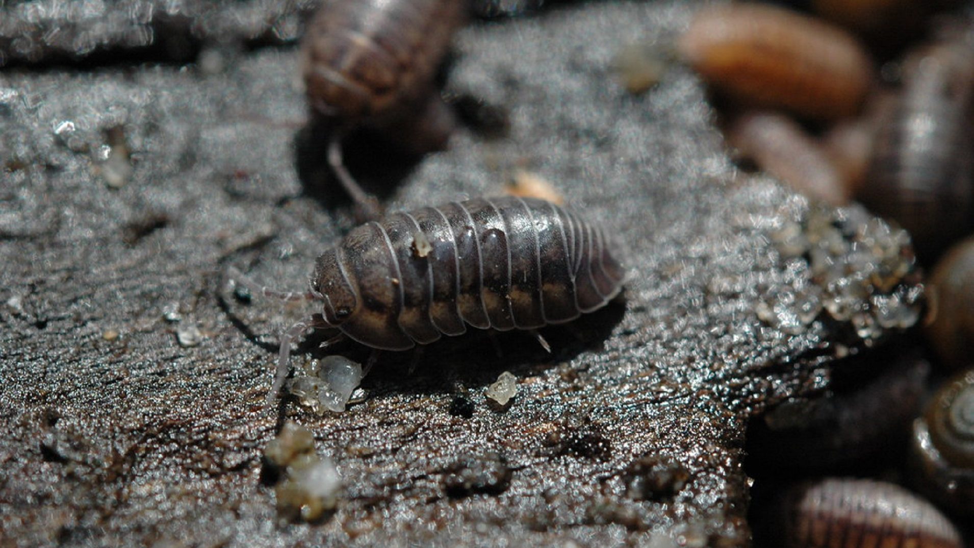 Day 2: Roly-polies! | All for Science™