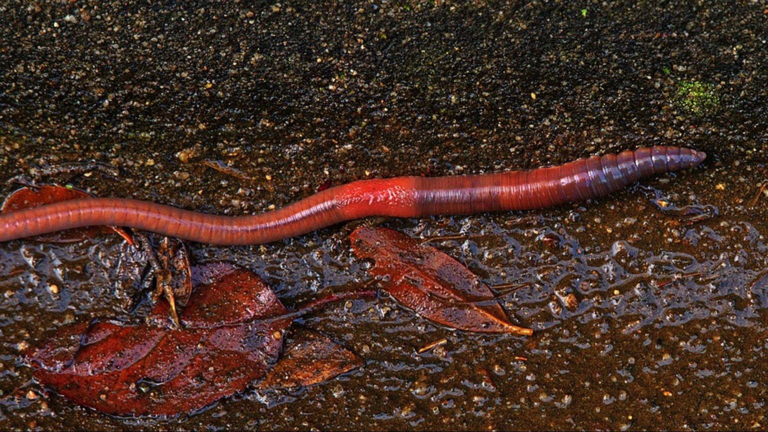 Day 10: Nature’s Recyclers: Decomposers | All for Science™