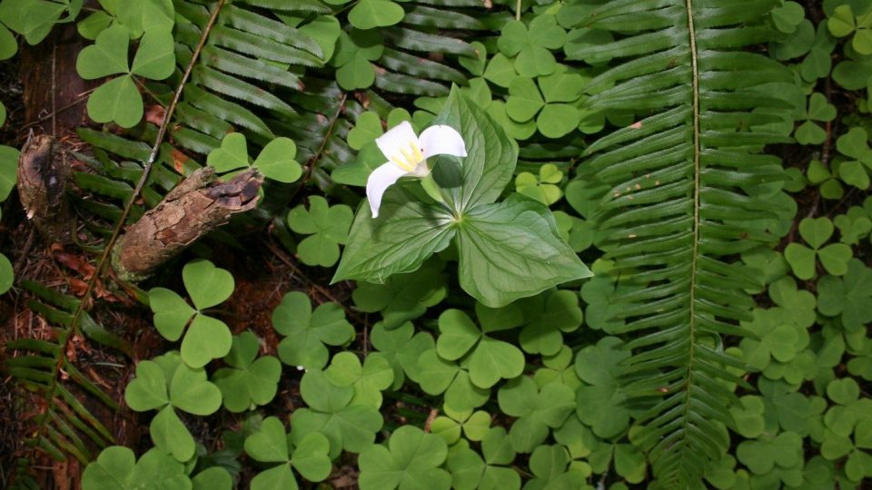 Day 8: Why Are Producers So Important? | All for Science™