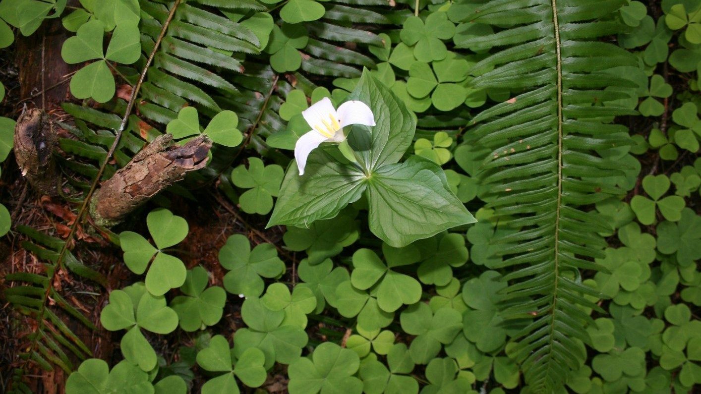 Day 8: Why Are Producers So Important? | All for Science™