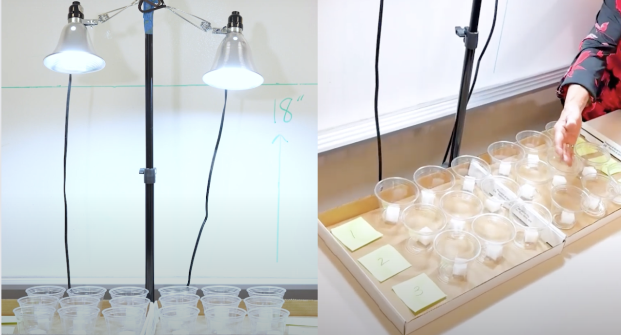 Day 4: Setting Up an Investigation | All for Science™