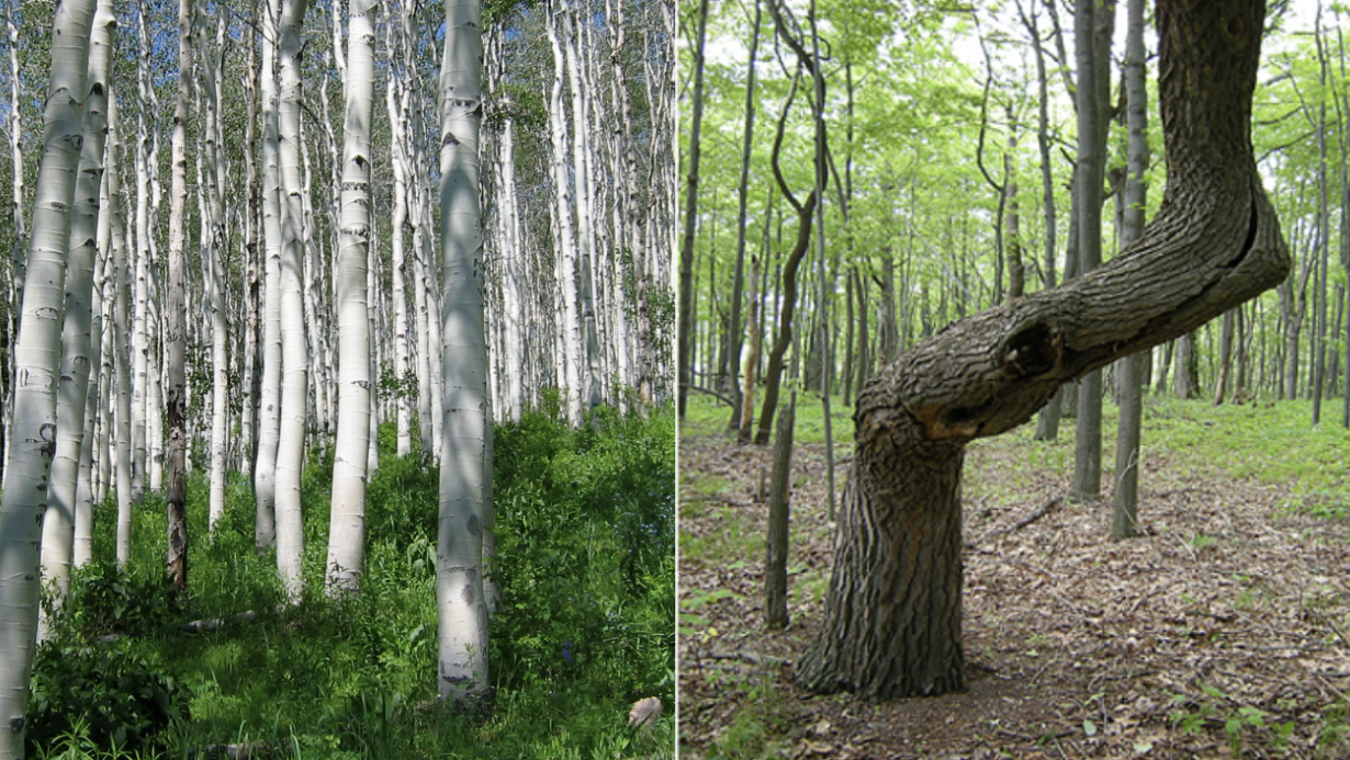 Plant Traits: Inherited and Acquired | All for Science™