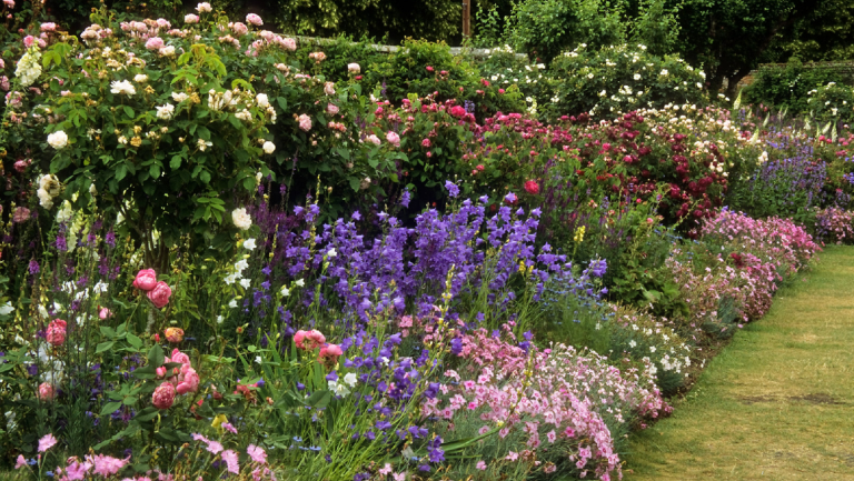 Day 9: What Are Angiosperms? | All for Science™