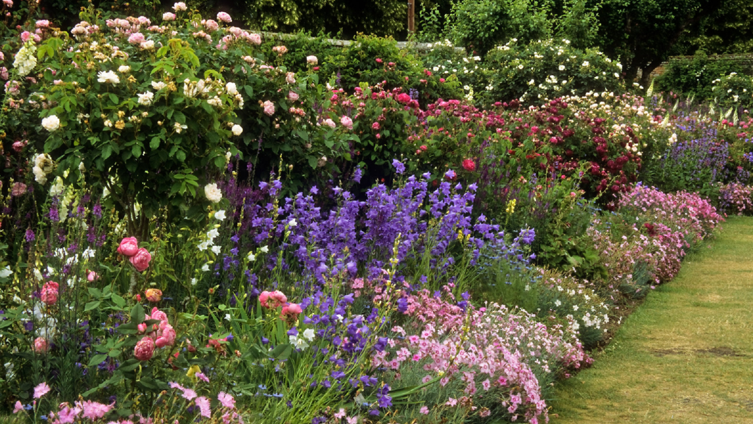 Day 9: What Are Angiosperms? | All for Science™