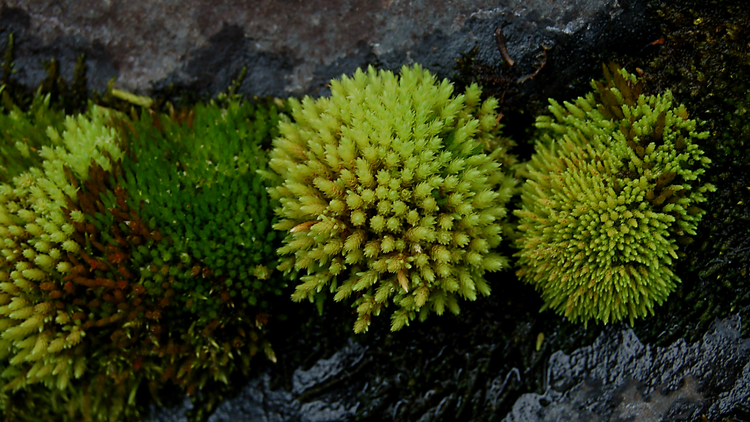 Day 6: What Were the First Land Plants? | All for Science™
