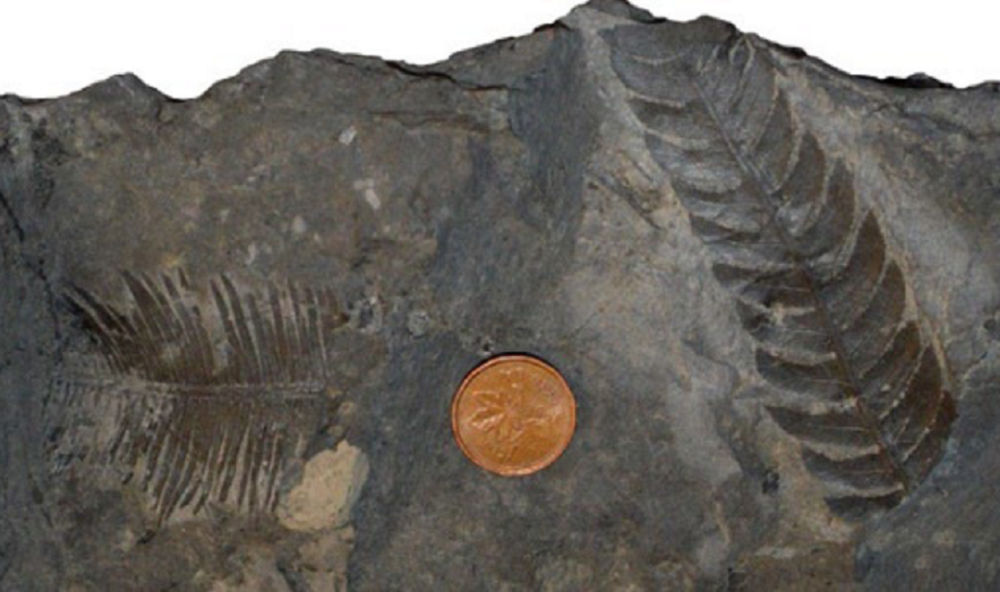 Day 12: What Can Fossils Tell Us? | All for Science™