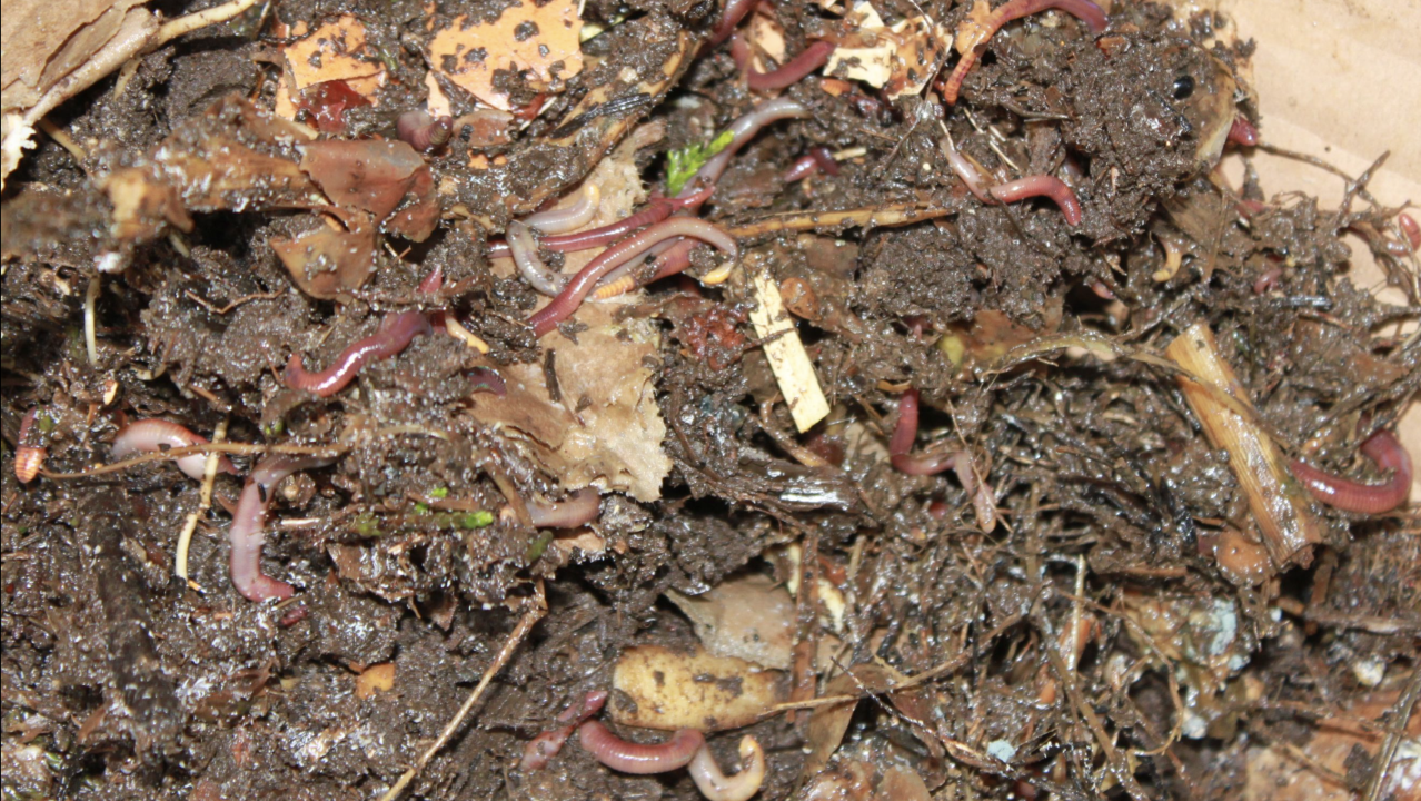 Day 10: What Is Vermicomposting? | All for Science™